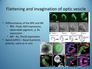 Self-organizing optic-cup morphogenesis in three-dimensional culture | PPT