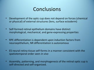 Self-organizing optic-cup morphogenesis in three-dimensional culture | PPT