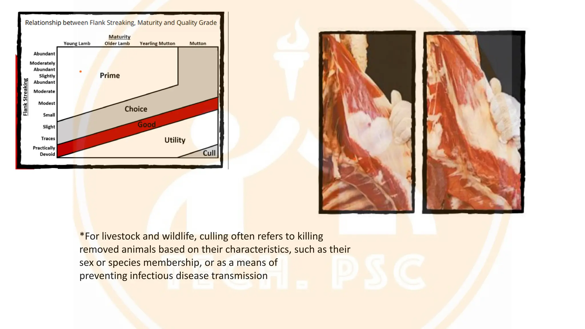 Evaluation and grading of characteristics including poultry | PPT
