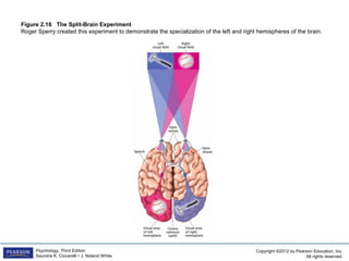 PSYC1101 Chapter 2 Powerpoint | PPT