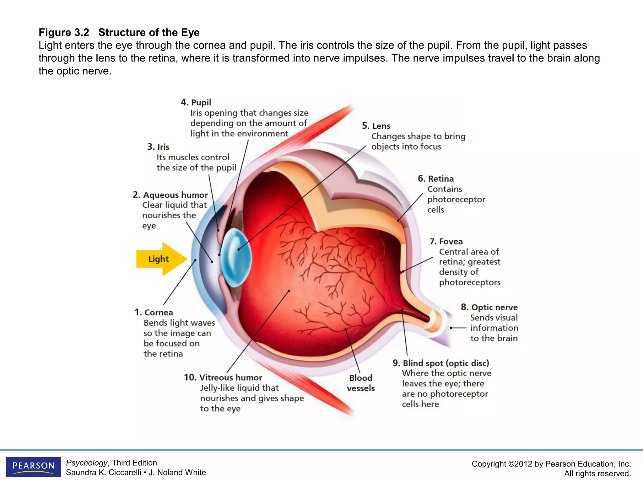 PSYC1101 Chapter 3 Powerpoint | PPT