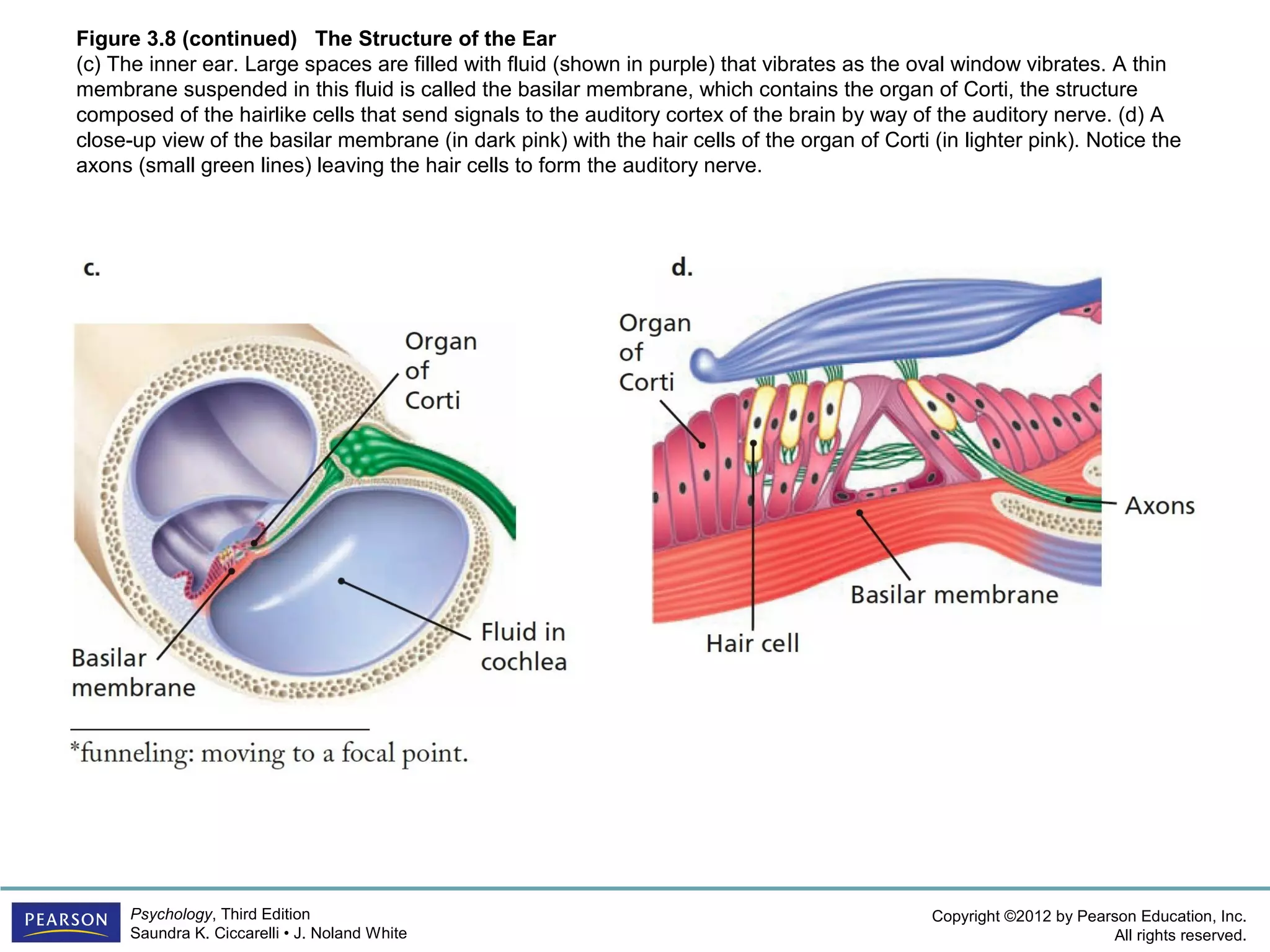 PSYC1101 Chapter 3 Powerpoint | PPT