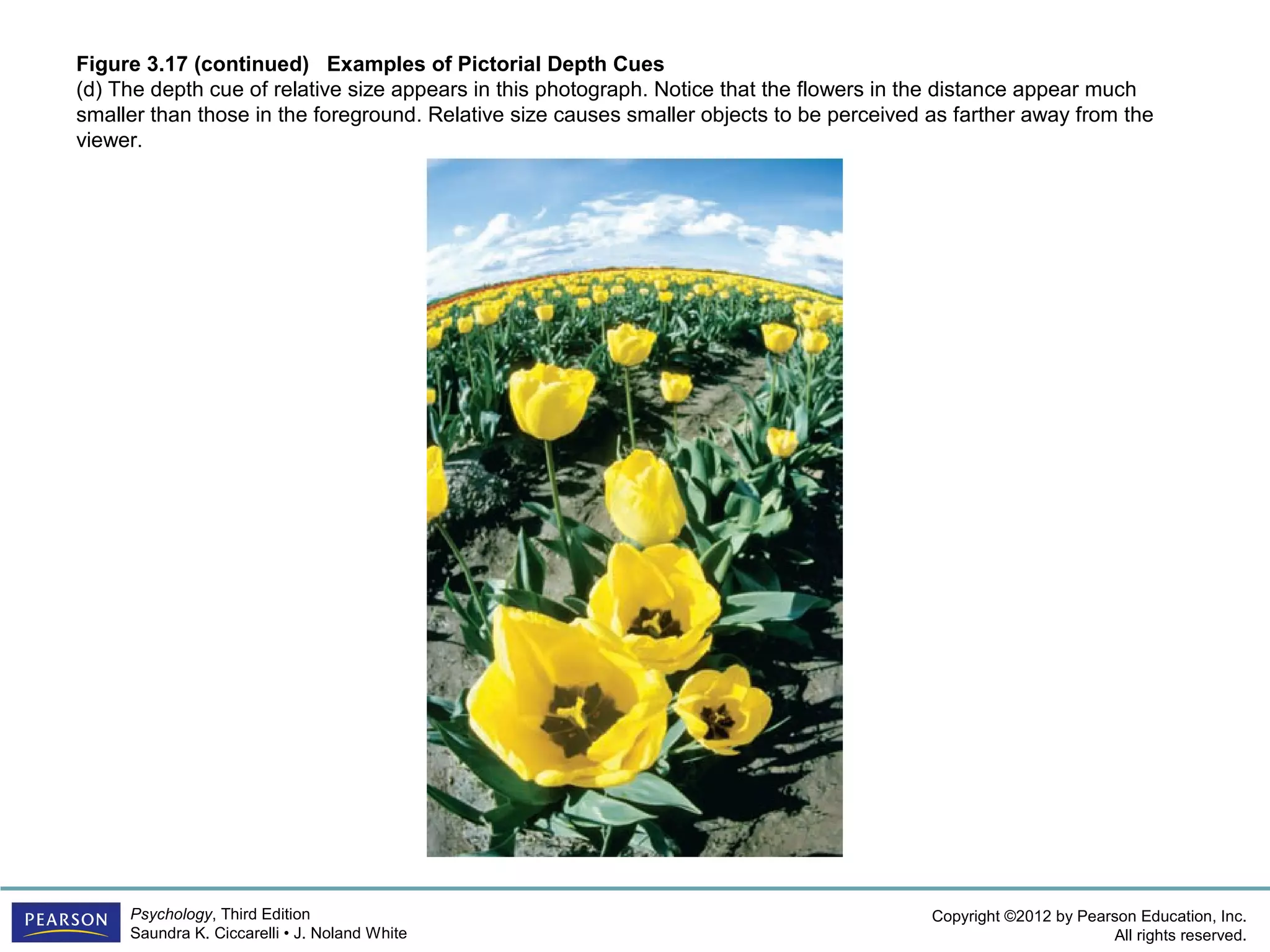 PSYC1101 Chapter 3 Powerpoint | PPT