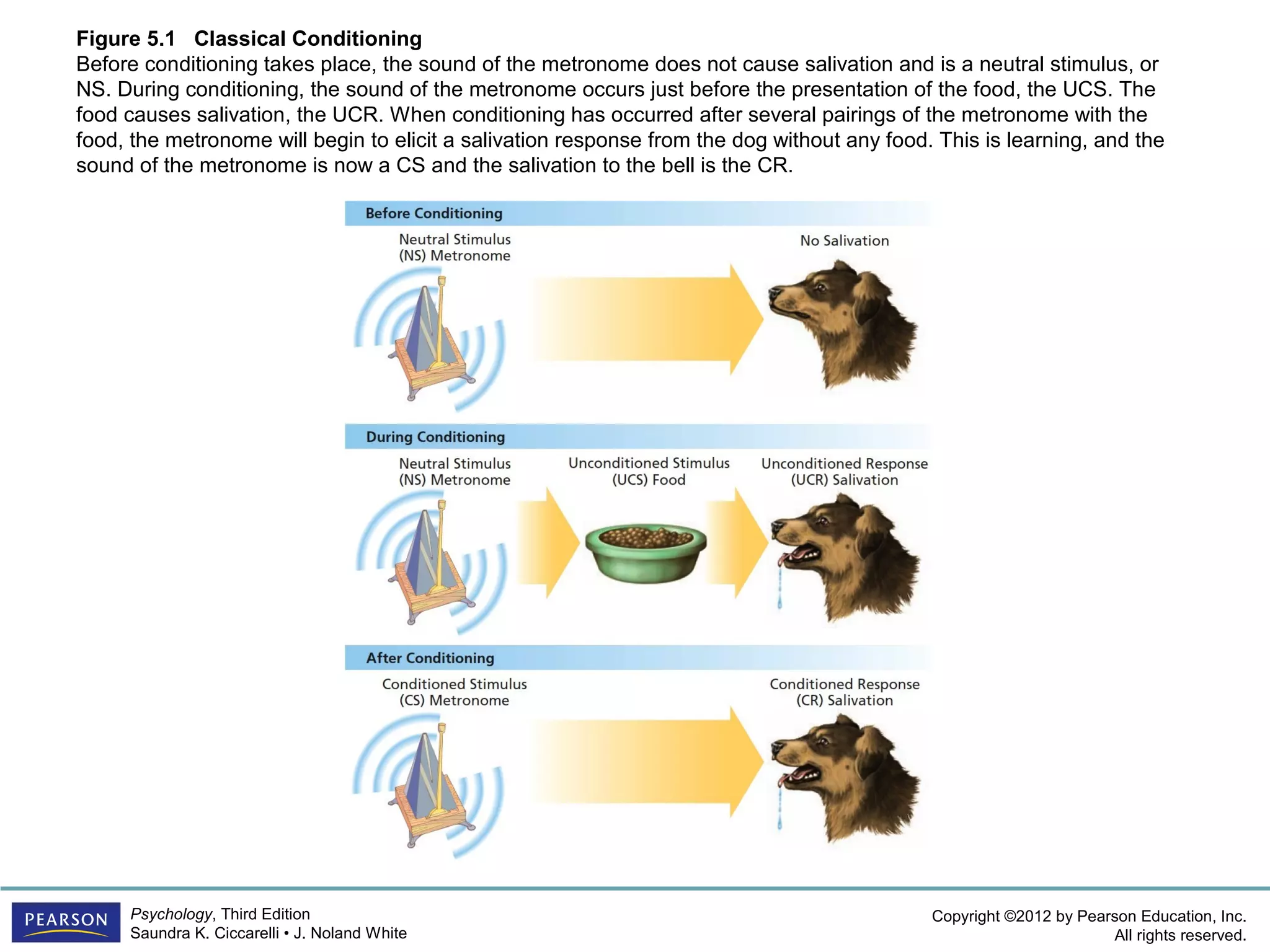 PSYC1101 Chapter 5 Powerpoint | PPT