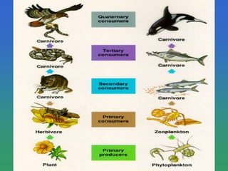 3 Ecology_review.ppt