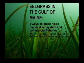 3 eelgrass | PPT