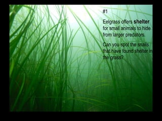 3 eelgrass | PPT