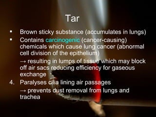 Chapter 10 Respiration Lesson 3 - Effects of tobacco smoke on human ...