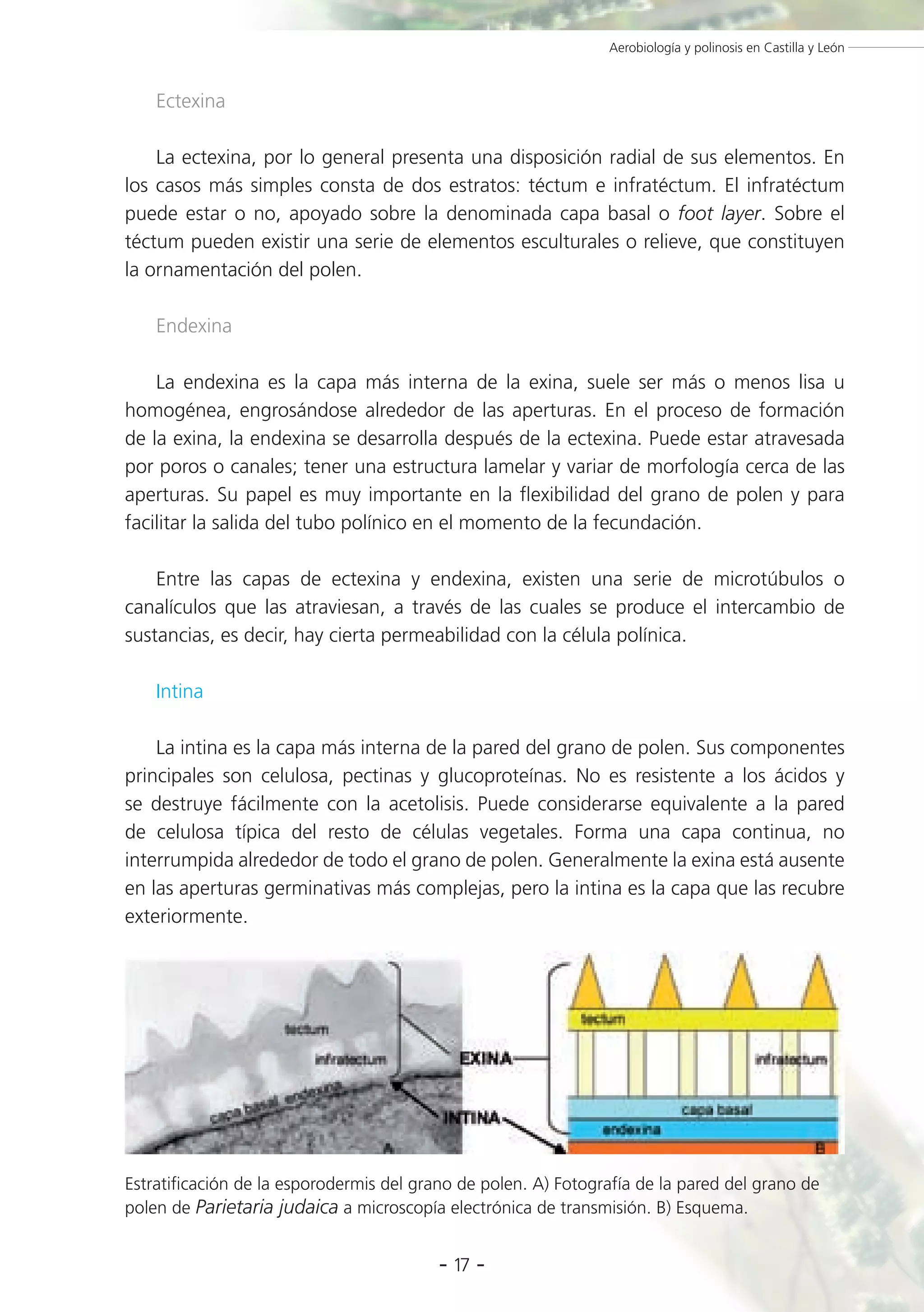 3 el grano de polen morfología,estructura y diversidad | PDF