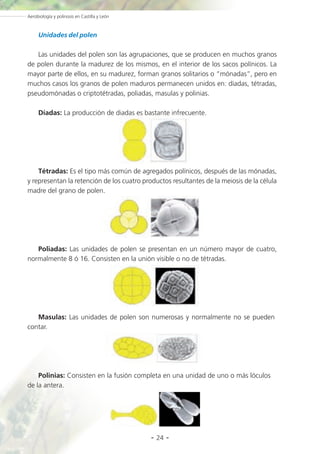 3 el grano de polen morfología,estructura y diversidad | PDF