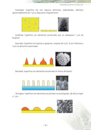 3 el grano de polen morfología,estructura y diversidad | PDF