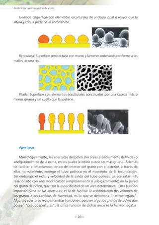 3 el grano de polen morfología,estructura y diversidad | PDF