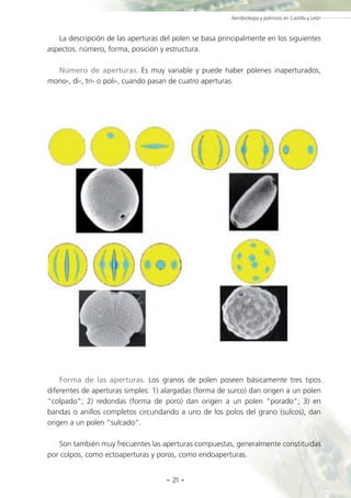3 el grano de polen morfología,estructura y diversidad | PDF