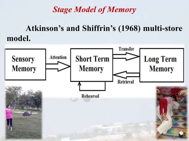short term memory (STM) | PPSX | Operating Systems | Computer Software and Applications