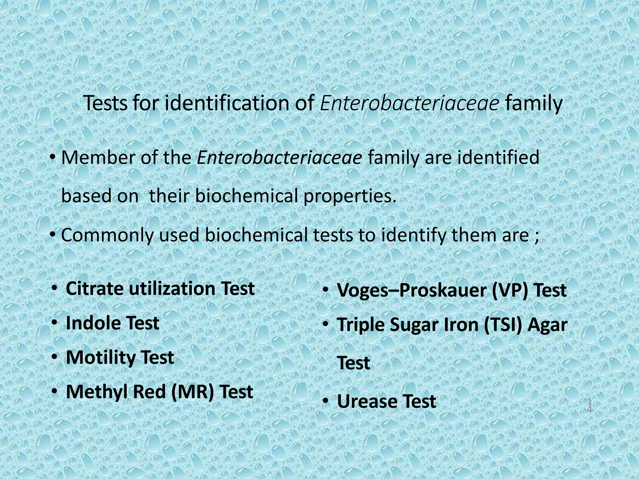 3 Enteric bacteria E.coli Klebsiella-1.pptx