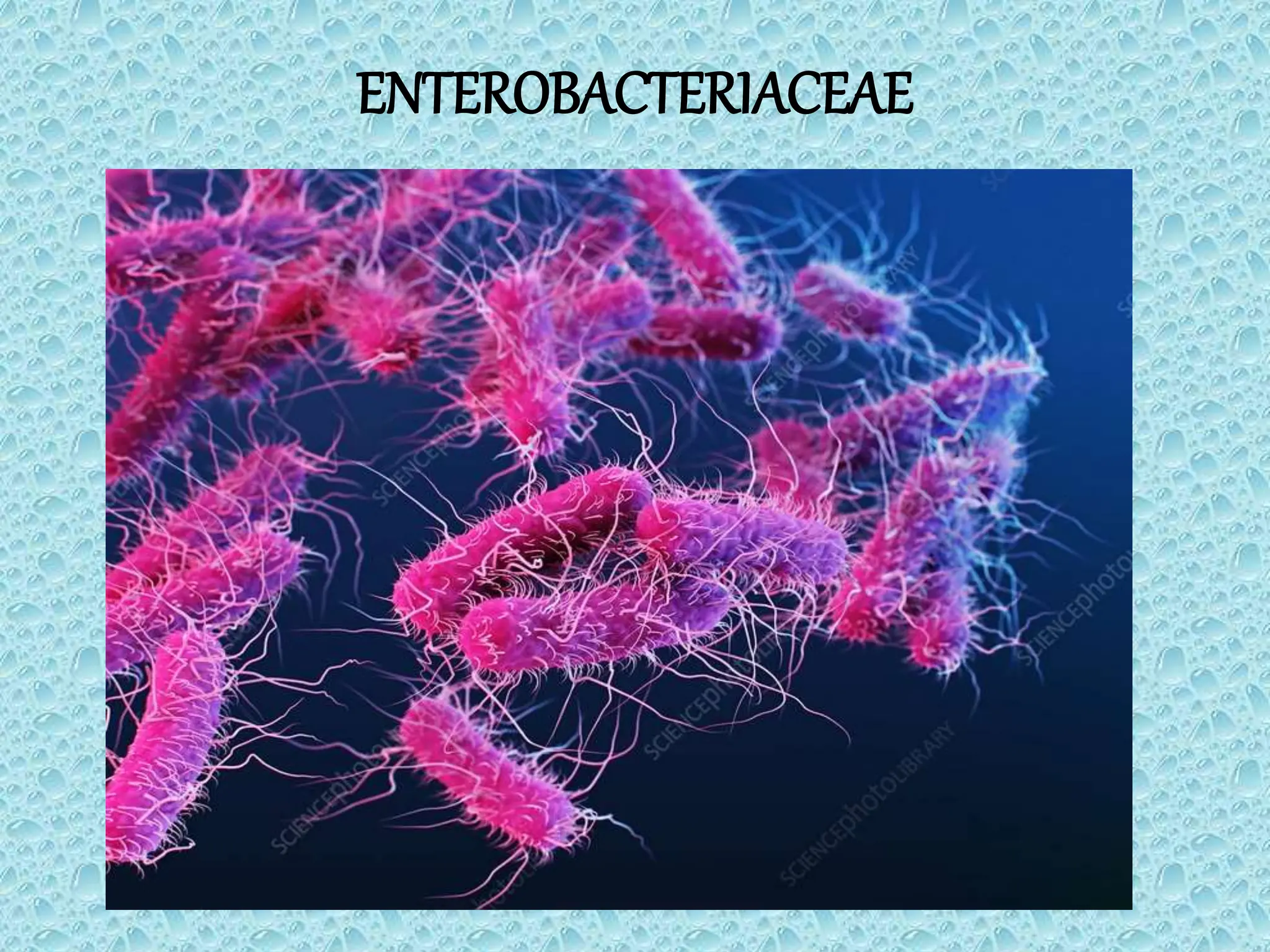 3 Enteric bacteria E.coli Klebsiella-1.pptx