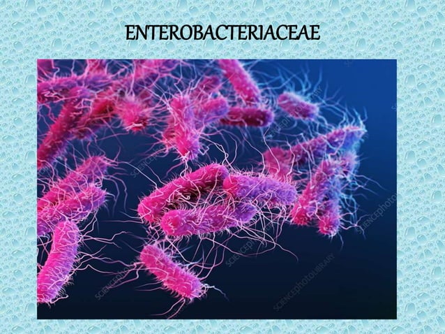 3 Enteric bacteria E.coli Klebsiella-1.pptx