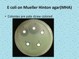 3 Enteric bacteria E.coli Klebsiella-1.pptx