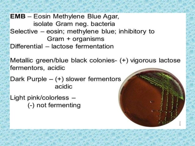 3 Enteric bacteria E.coli Klebsiella-1.pptx