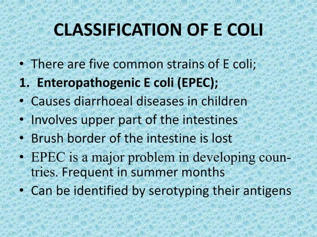 3 Enteric bacteria E.coli Klebsiella-1.pptx