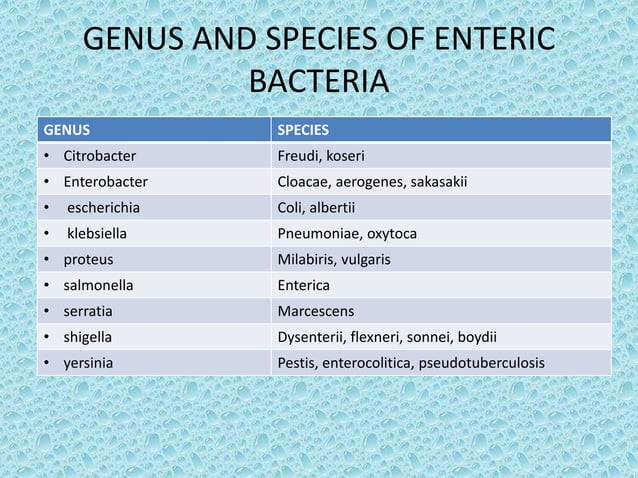 3 Enteric bacteria E.coli Klebsiella-1.pptx