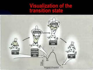 3 enzyme kinetics | PPTX