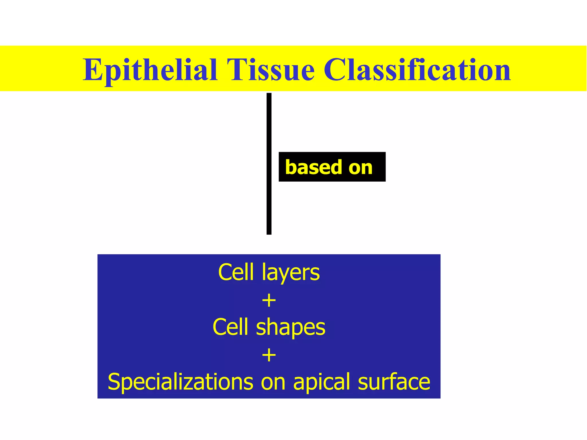 Epithelial Tissue Pdf