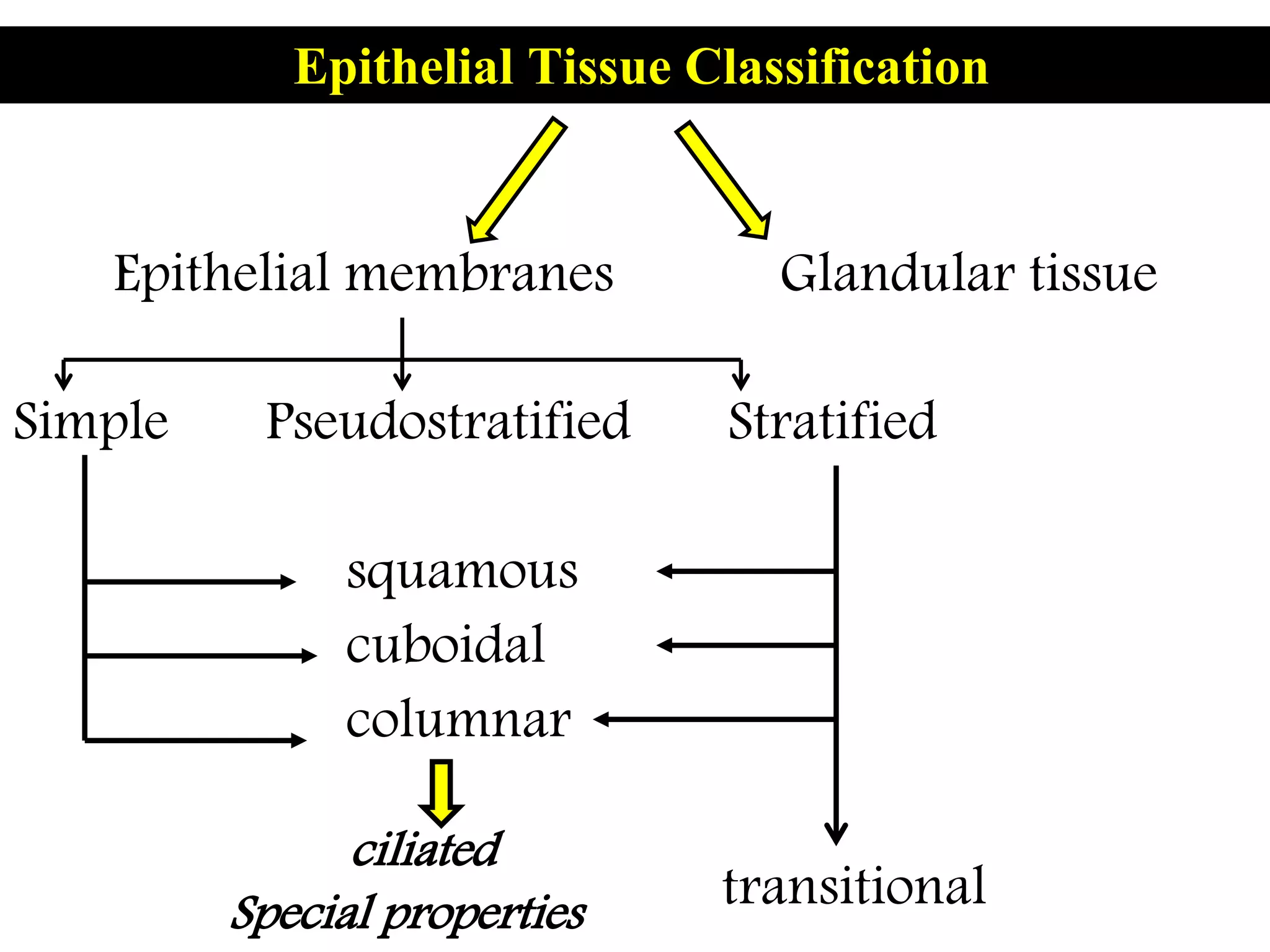Epithelial Tissue.pdf