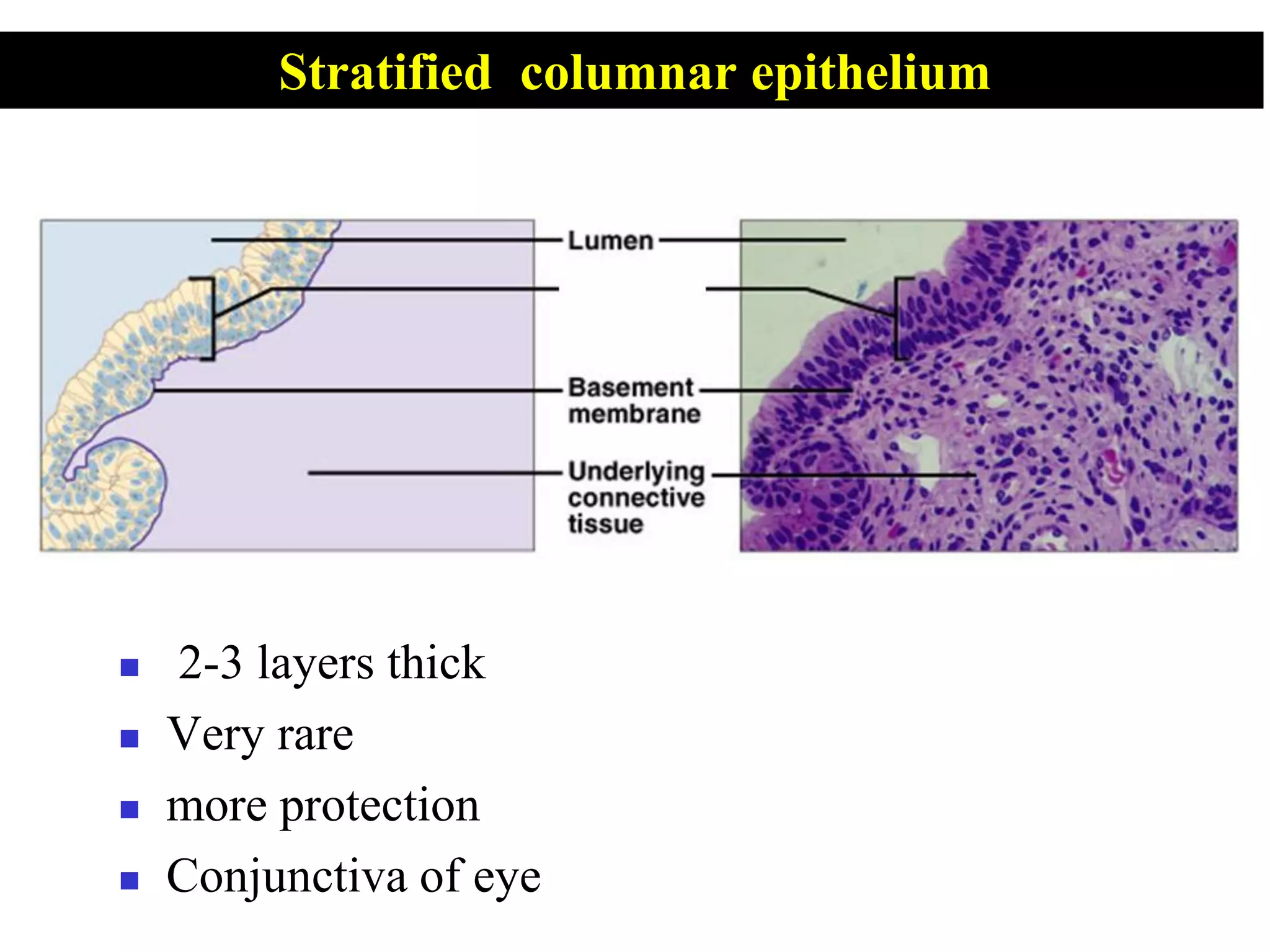 Epithelial Tissue.pdf