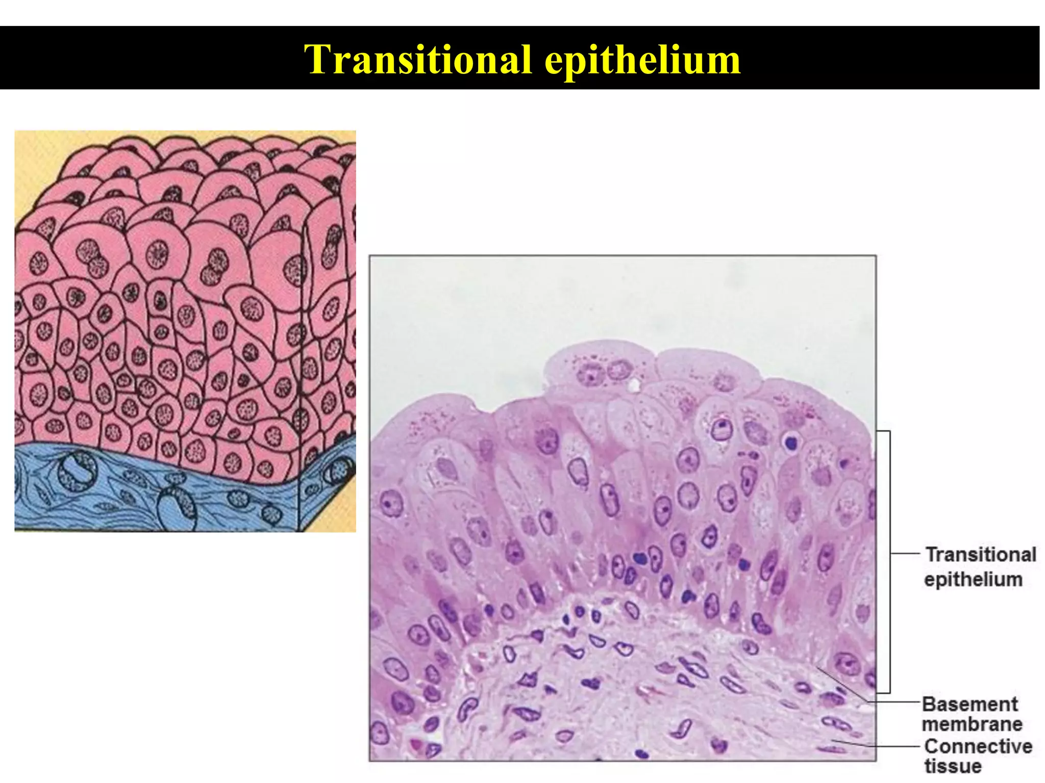 Epithelial Tissue.pdf