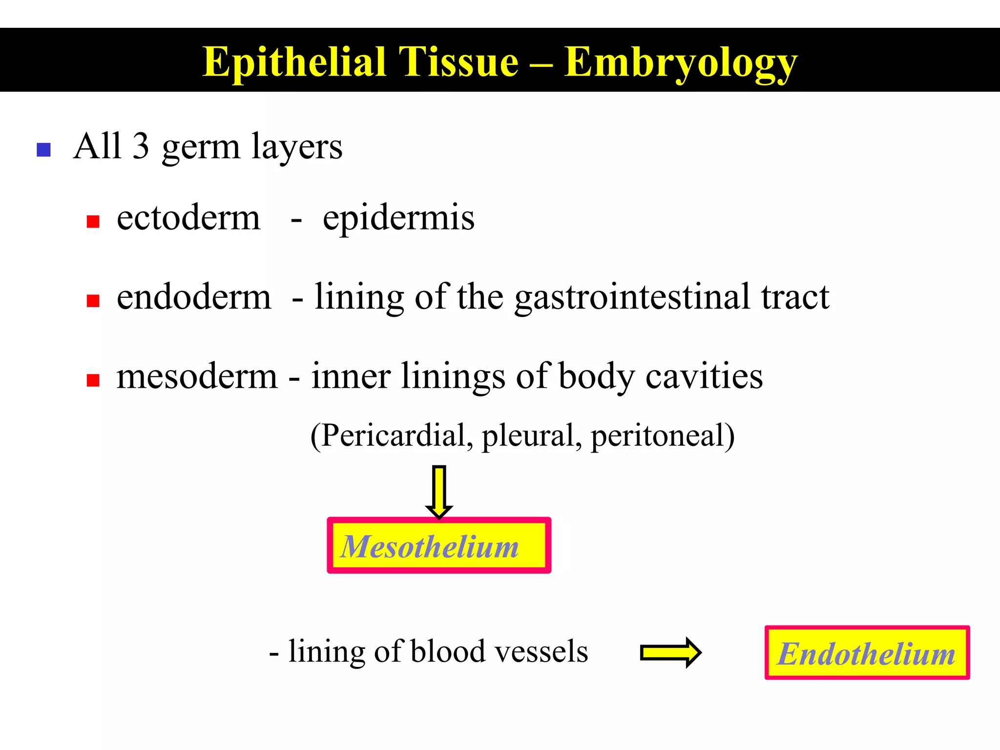 Epithelial Tissue.pdf