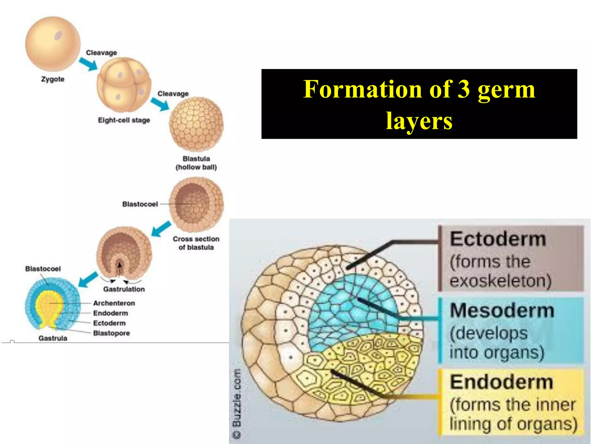 Epithelial Tissue.pdf