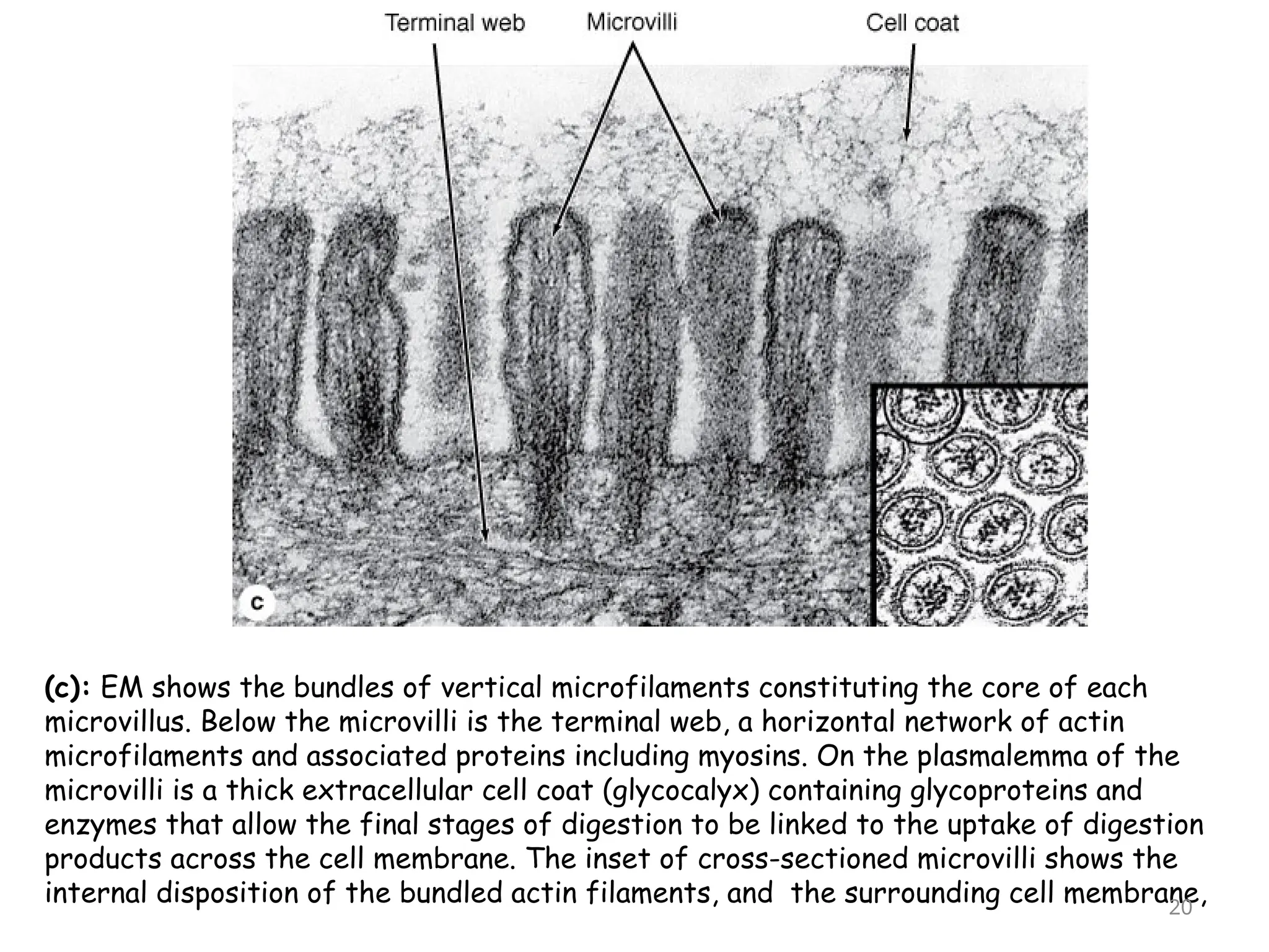 Histology of epitlial tissue of skin and | PPT