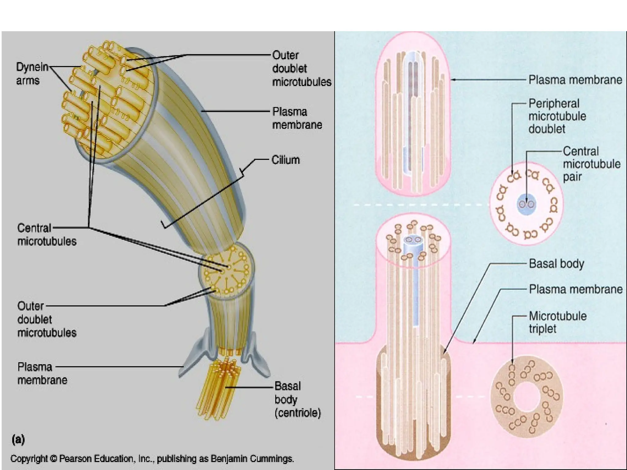 Histology of epitlial tissue of skin and | PPT