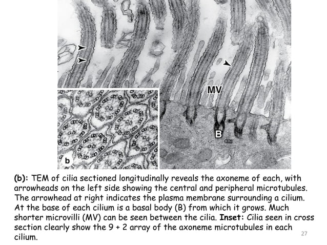 Histology of epitlial tissue of skin and | PPT