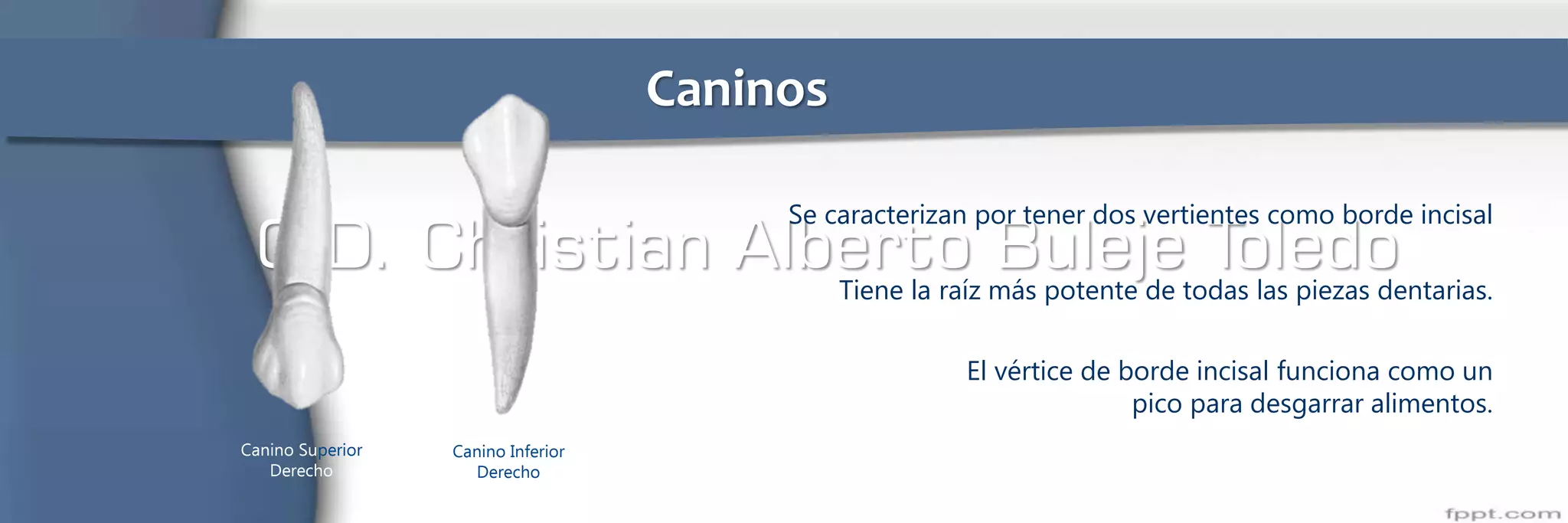 Anatomía dental y oclusión / 1er unidad / 3era clase: Morfología de los ...