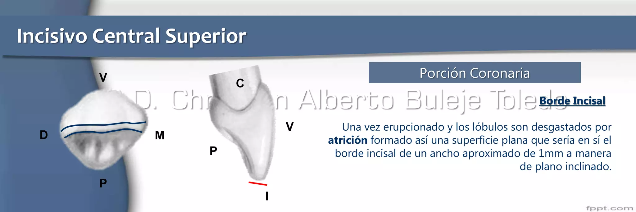 Anatomía dental y oclusión / 1er unidad / 3era clase: Morfología de los ...