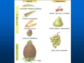 Comprehensive Study of Plant Morphology: Roots, Stems, Leaves, Flowers ...