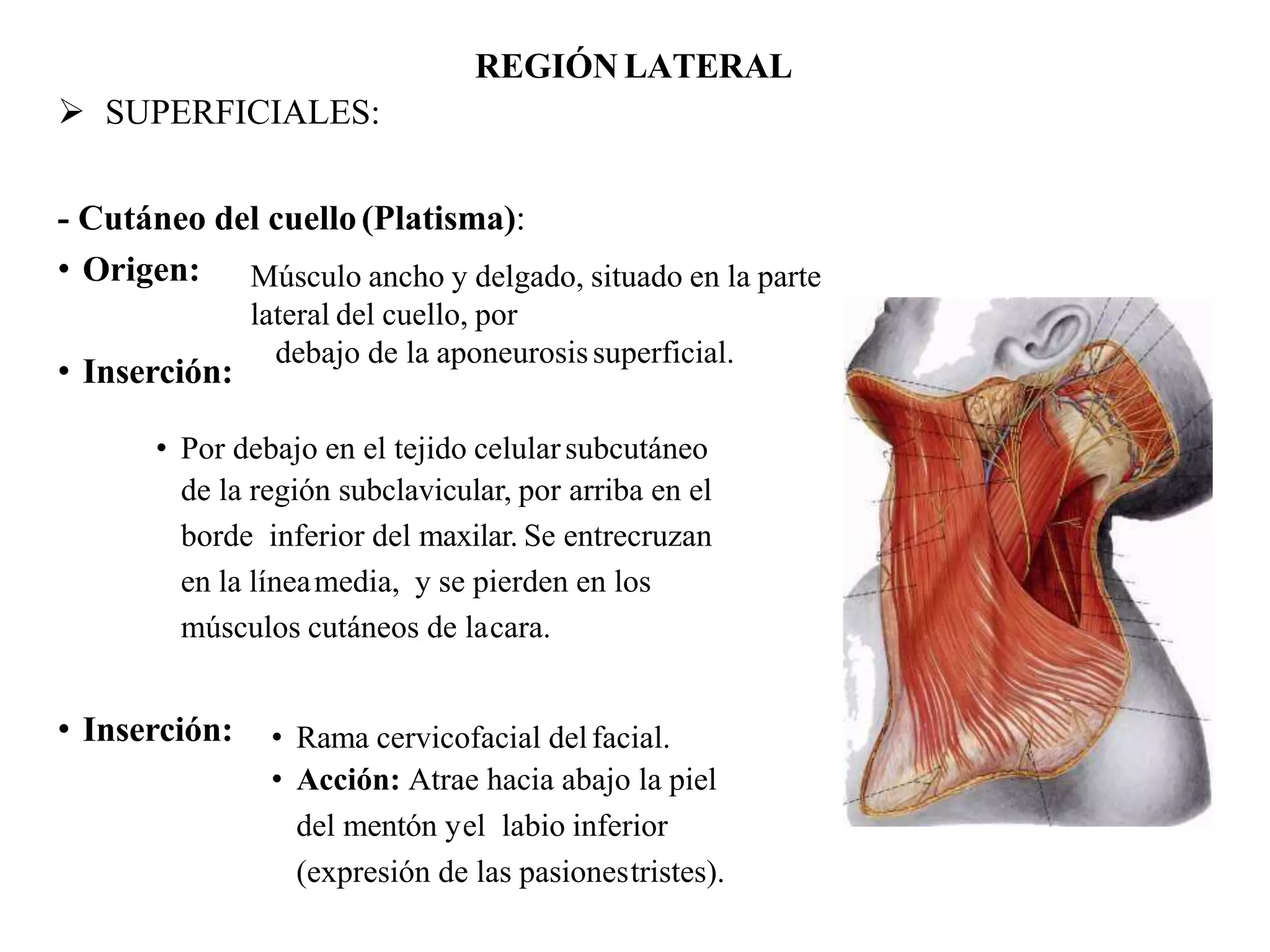 3era sesión - Músculos del cuello-convertido - copia.pptx