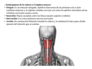 3era sesión - Músculos del cuello-convertido - copia.pptx