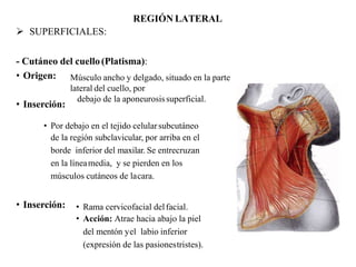 3era sesión - Músculos del cuello-convertido - copia.pptx