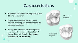 3er molar superior. diamond. odontologia | PPTX