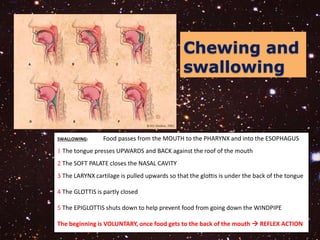 Digestive System short 2019 | PPTX