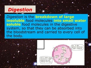 Digestive System short 2019 | PPTX