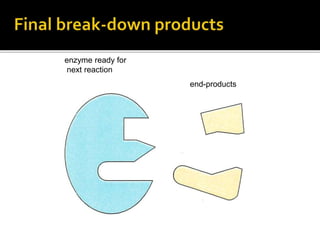 3ero 4 enzymes mine | PPT
