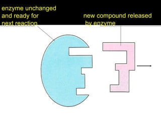 3ero 4 enzymes mine | PPT