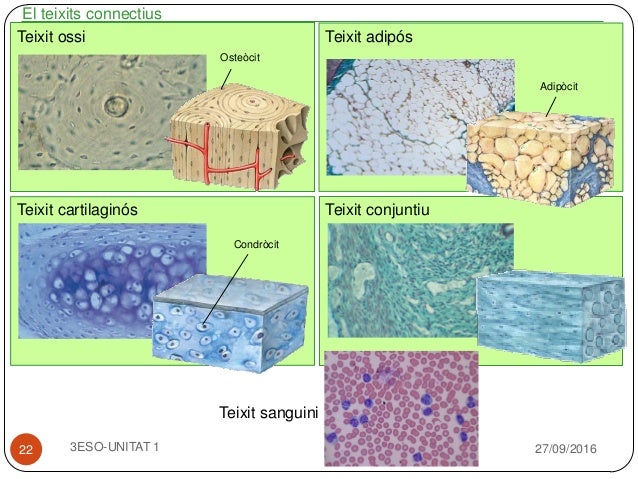 3 eso u1 l'organitzacio del cos huma (1)