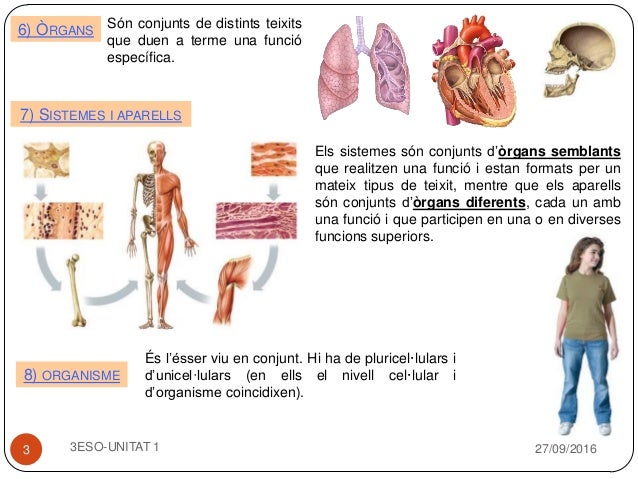 3 eso u1 l'organitzacio del cos huma (1)