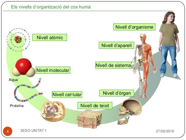 3 eso u1 l'organitzacio del cos huma (1)