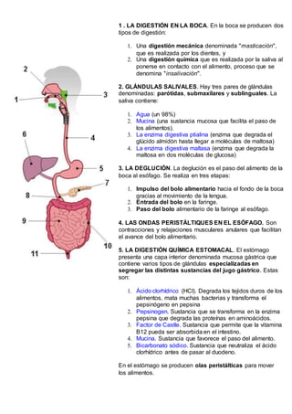 3º eso digestivo | DOCX